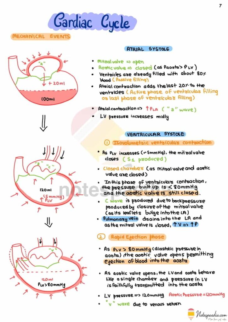 Cardiology Basics - Notespaedia