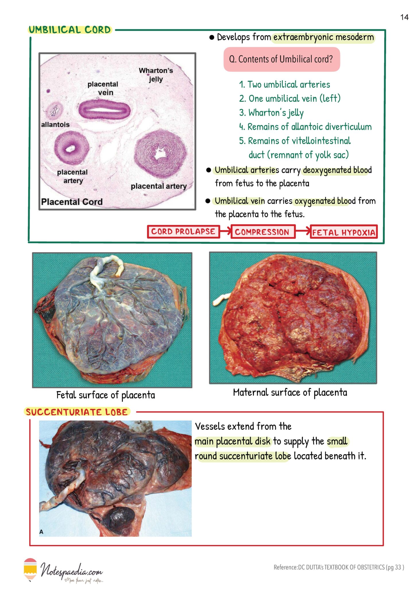 Obs/Gyn Image Bank - Notespaedia
